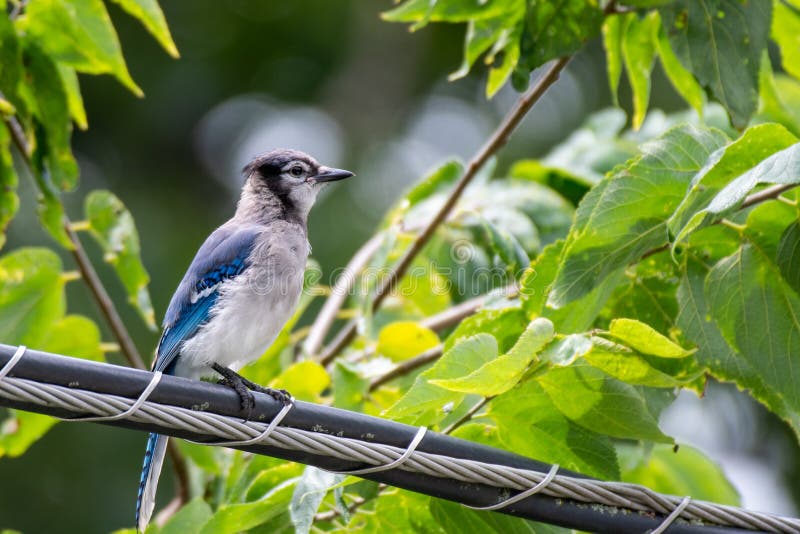 Blue jay on a wire stock photo. Image of blue, bird - 123339156