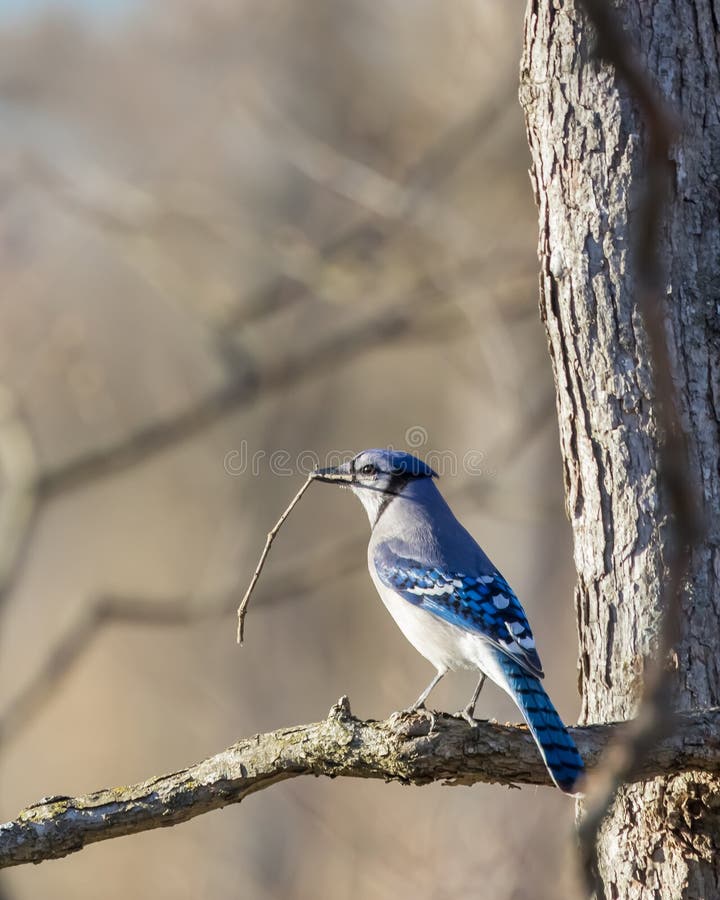 Blue Jay Bird Holding Stick in Its Beak on Th Tree Branch Stock Image ...