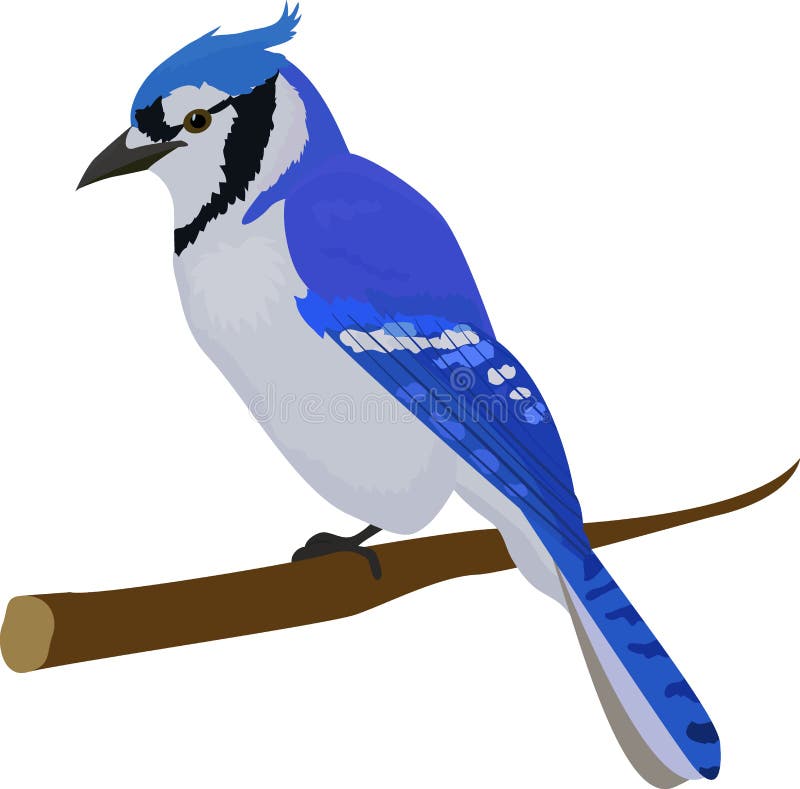 Blue Jay Bird Flying Sequence Stock Illustration - Illustration of blue ...