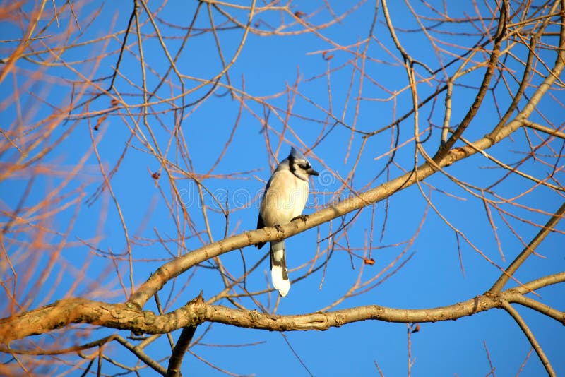 Two little Blue Jay birds stock photo. Image of stripes - 43185180