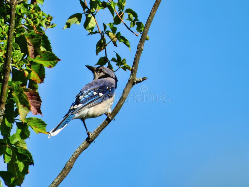 Blue Jay Bird Looking Back while Perched on a Branch Stock Photo ...