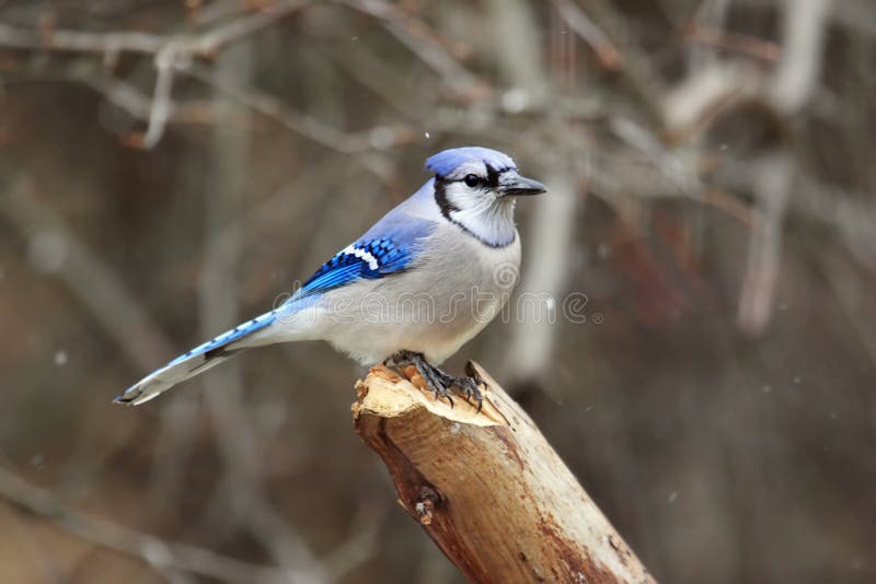 Blue Jay Bird in Snow stock photo. Image of birding, feathers - 4373242