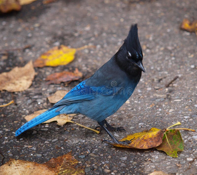 Blue jay bird stock photo. Image of fall, british, canad - 161127688