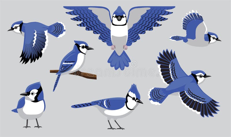 Blue Jay Bird Various Poses Cartoon Vector Character Stock Vector ...
