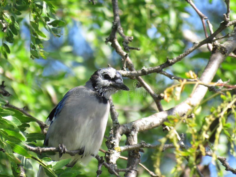 Blue Jay stock image. Image of bird, bluejay, avian - 197098013