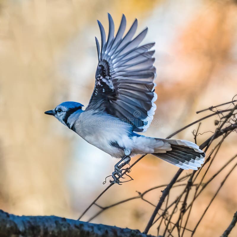386 Blue Jay Bird Flying Sequence Stock Photos - Free & Royalty-Free ...