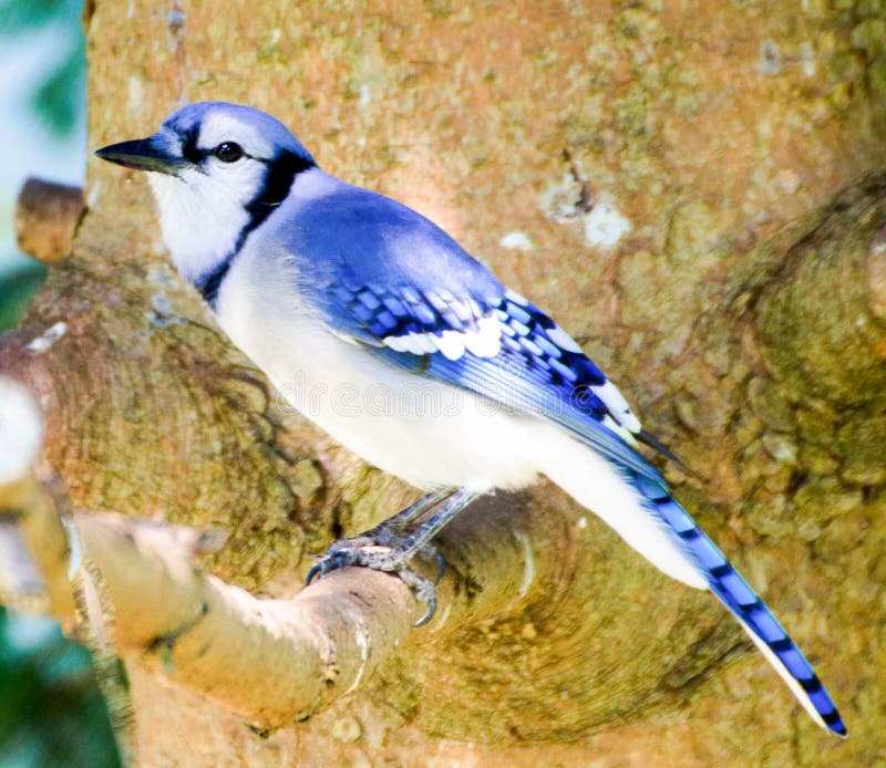 Blue Jay stock photo. Image of pinetree, birdwatching - 46361064