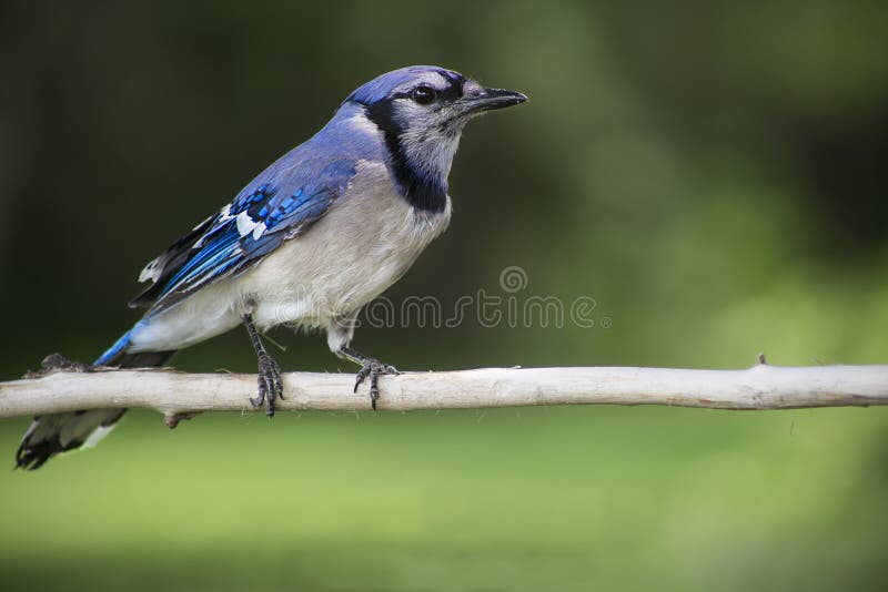 Blue jay on a branch stock photo. Image of perched, winter - 86653306