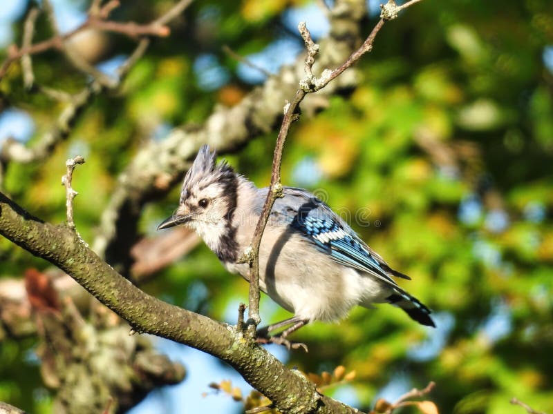 Blue Jay on a Branch: a Brilliant Blue Colored Blue Jay Perched on a ...