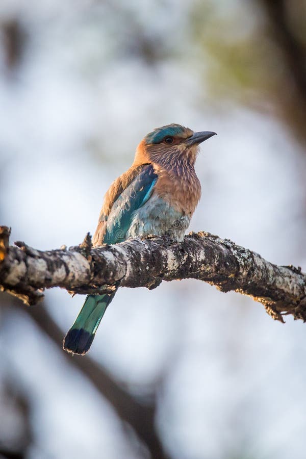 Blue jay on a branch stock photo. Image of feathers, full - 56870074