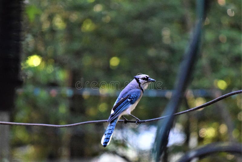 Blue Jay stock photo. Image of perched, blue, wire, bright - 121718830