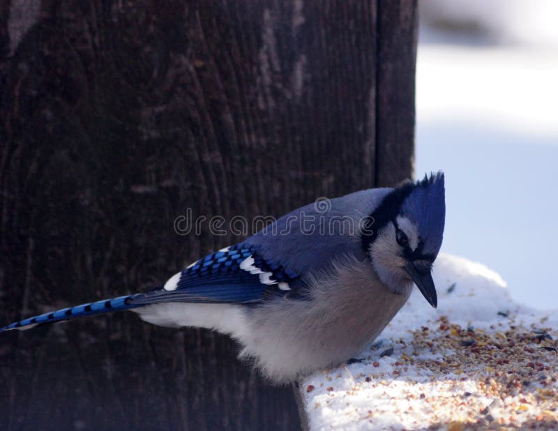 Eastern Jay stock photo. Image of wild, bright, eating - 47105836