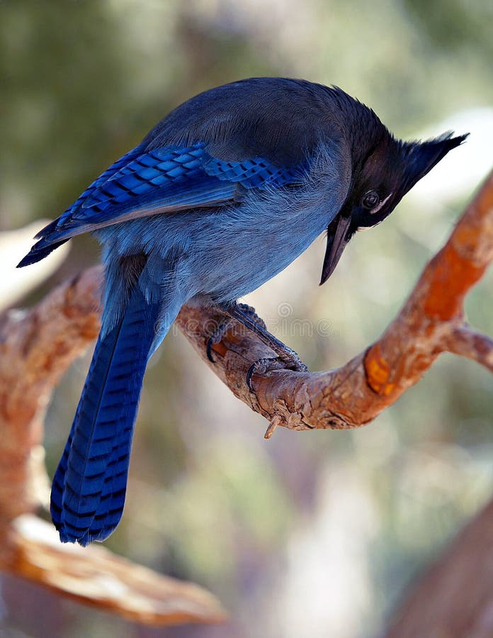 Blue Jay stock image. Image of pecker, wings, bryce, tail - 42299915
