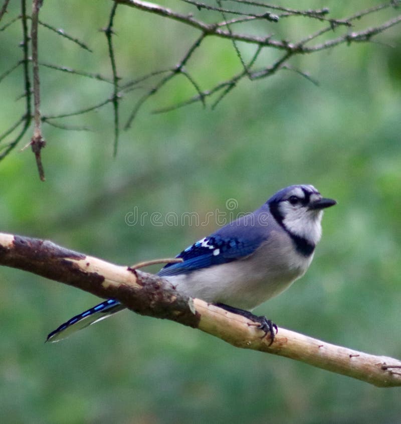 Blue jay close up stock photo. Image of outdoors, bird - 117643678