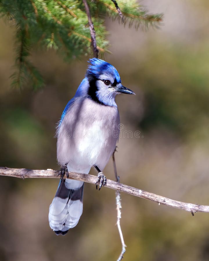 Blue Jay Photo and Image. Close-up Front View Perched on a Branch with ...