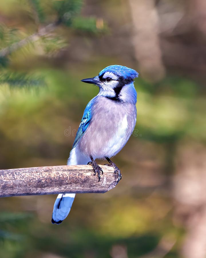 Close Up Front Side View of Rear View Mirror. Stock Image - Image of ...