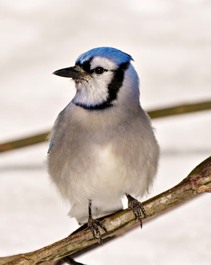Blue Jay Photo and Image. Close Front View Perched on a Tree Branch ...