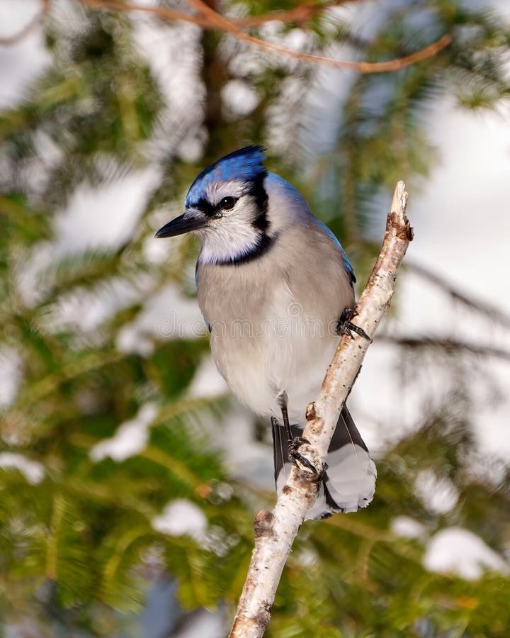 Blue Jay Photo and Image. Close-up Profile Front View Perched on a ...