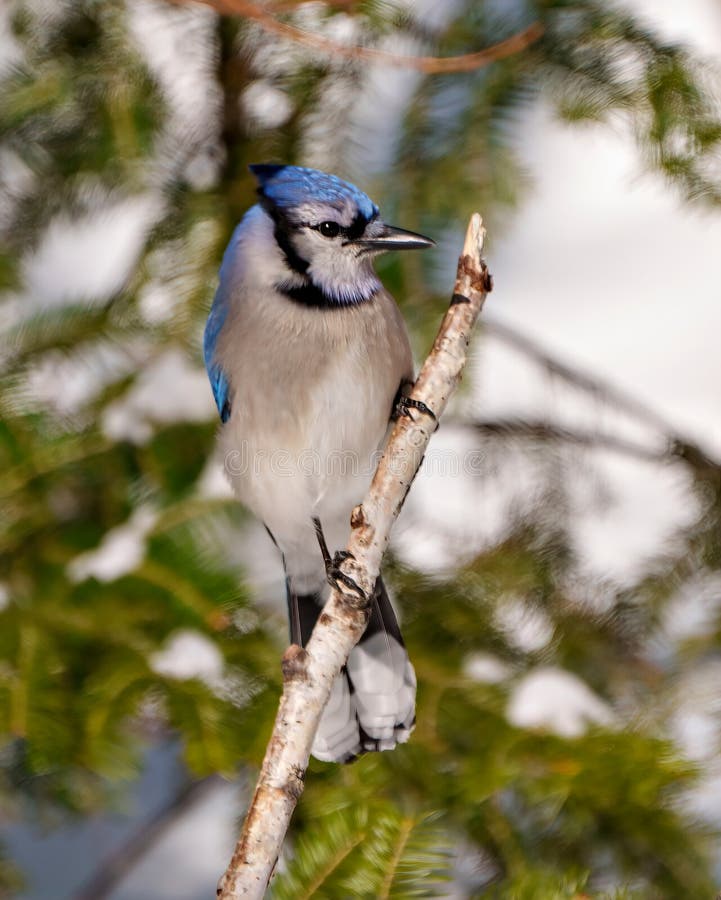 Blue Jay Photo and Image. Close-up Profile Front View Perched on a ...