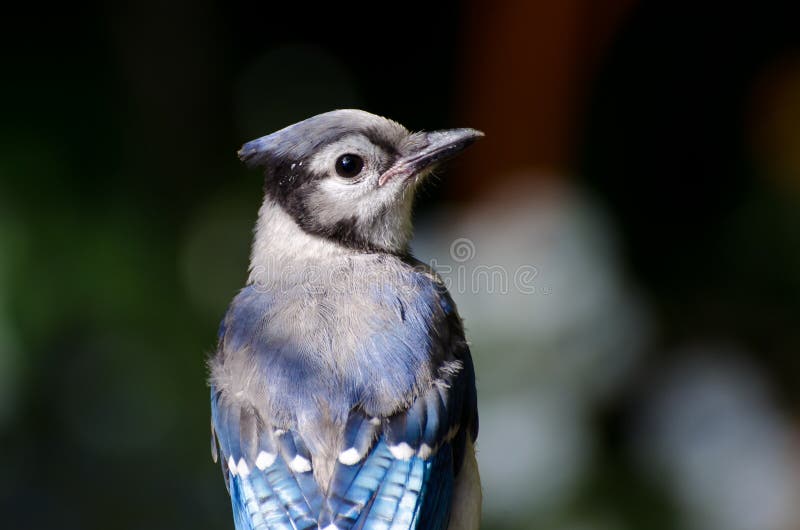 Angry Blue Jay stock image. Image of angry, branch, perched - 32905199