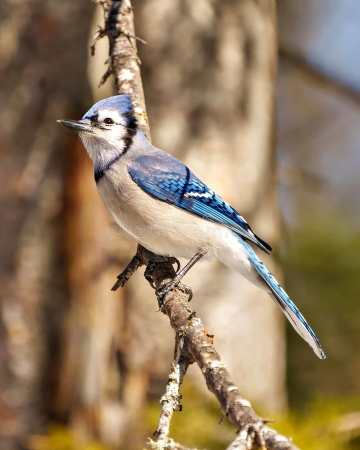 Blue Jay Photo and Image. Side View Perched on a Tree Branch with a ...