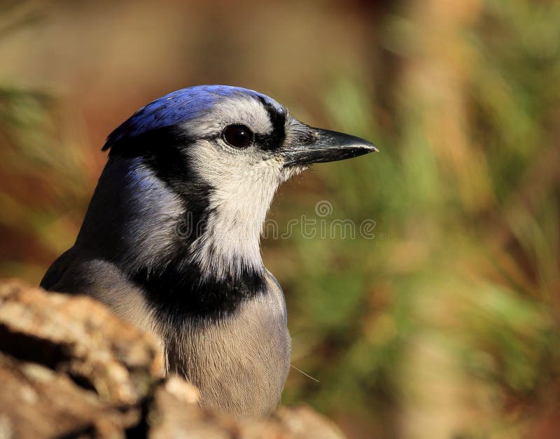 Blue Jay stock image. Image of grey, biodiversity, close - 64391229