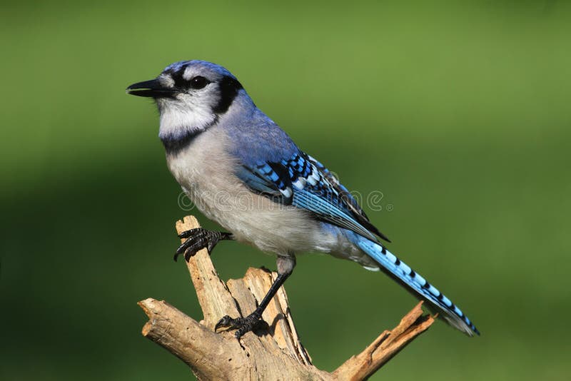 Blue Jay (corvid Cyanocitta) Stock Image - Image of nature, feathers ...