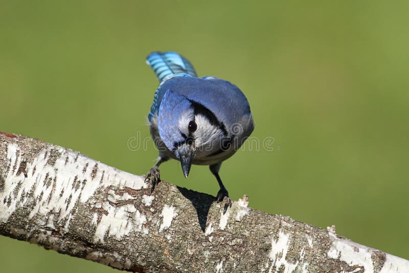 Blue Jay (corvid Cyanocitta) Stock Photo - Image of blue, corvid: 28181484