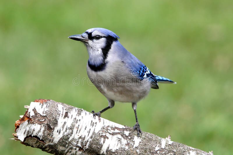 Blue Jay (corvid Cyanocitta) Stock Image - Image of animal, wildlife ...
