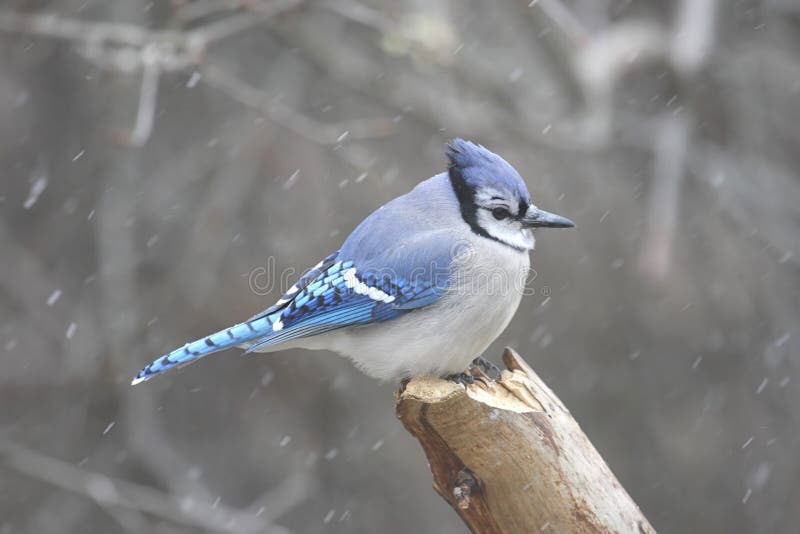 Blue Jay (corvid Cyanocitta) Stock Photo - Image of cold, songbird: 6535122