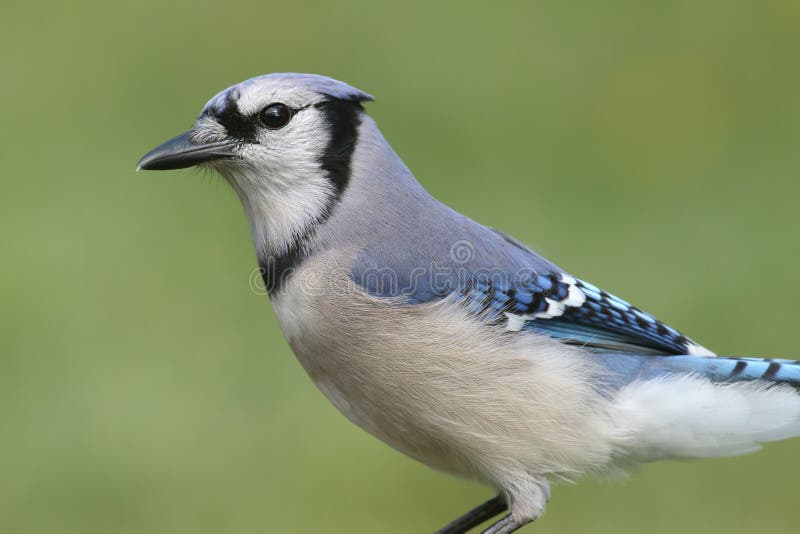 Blue Jay (corvid Cyanocitta) Stock Photo - Image of blue, avian: 54645802