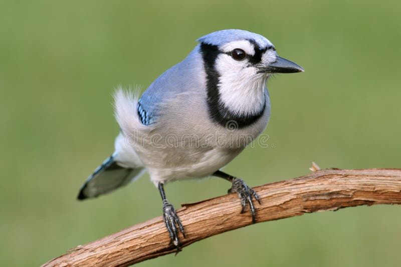 Blue Jay (corvid Cyanocitta) Stock Image - Image of cold, wind: 4133841