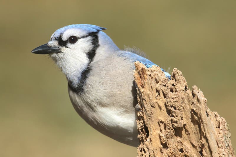 Blue Jay (corvid Cyanocitta) Stock Image - Image of animal, feathers ...