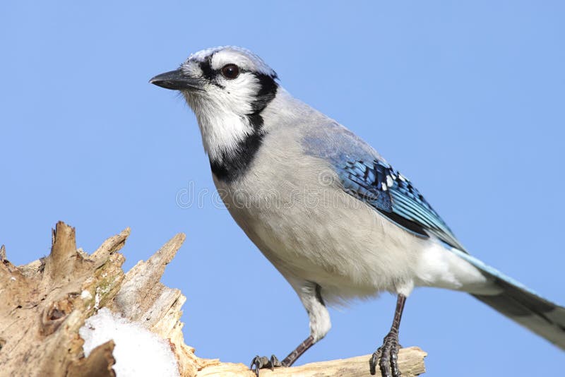 Blue Jay (corvid Cyanocitta) on a Stump Stock Image - Image of stump ...