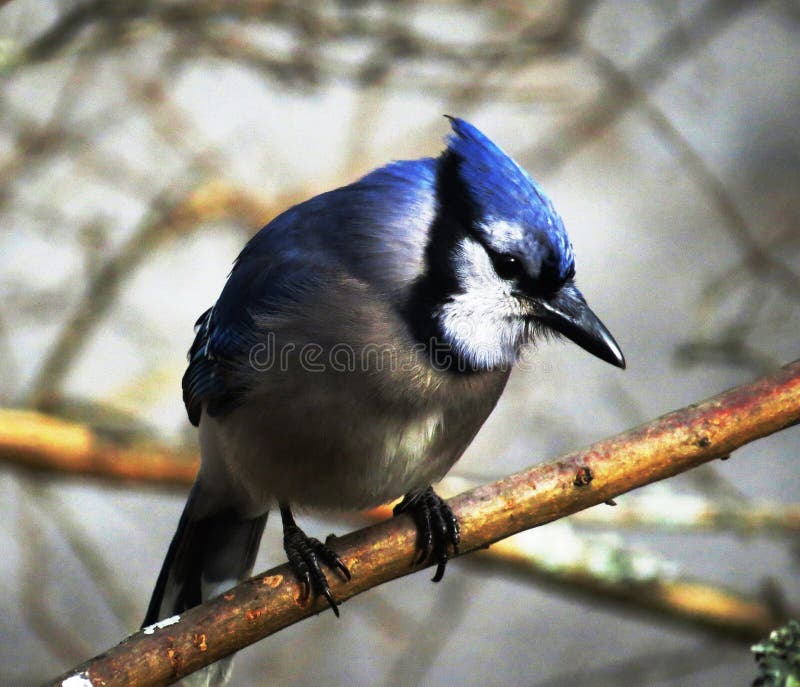 Jay Gawking Stock Photos - Free & Royalty-Free Stock Photos from Dreamstime