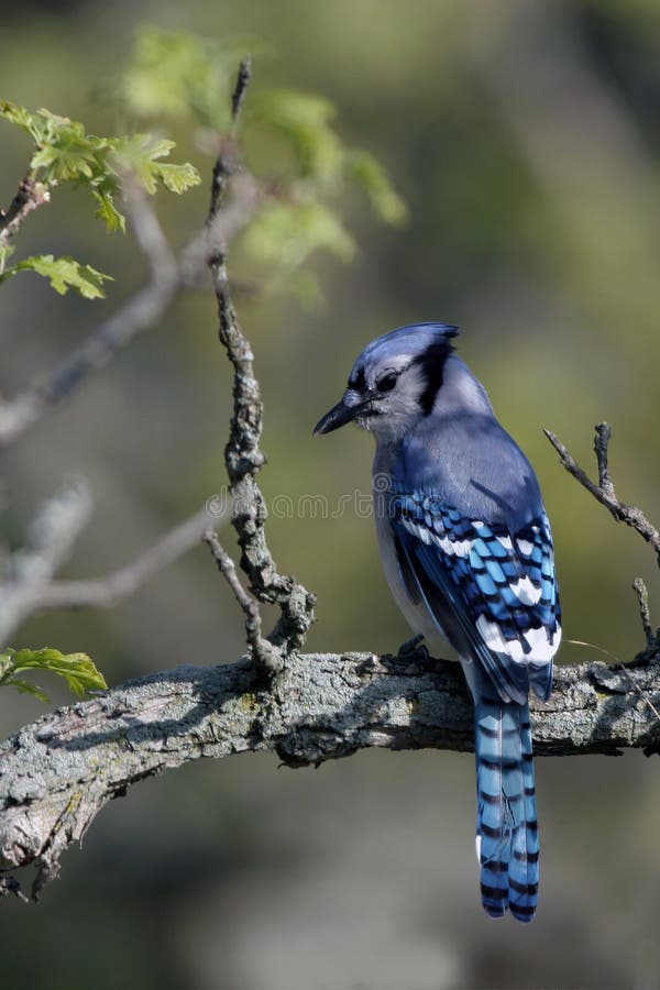 Blue Jay, Cyanocitta Cristata Stock Photo - Image of cristata, tree ...
