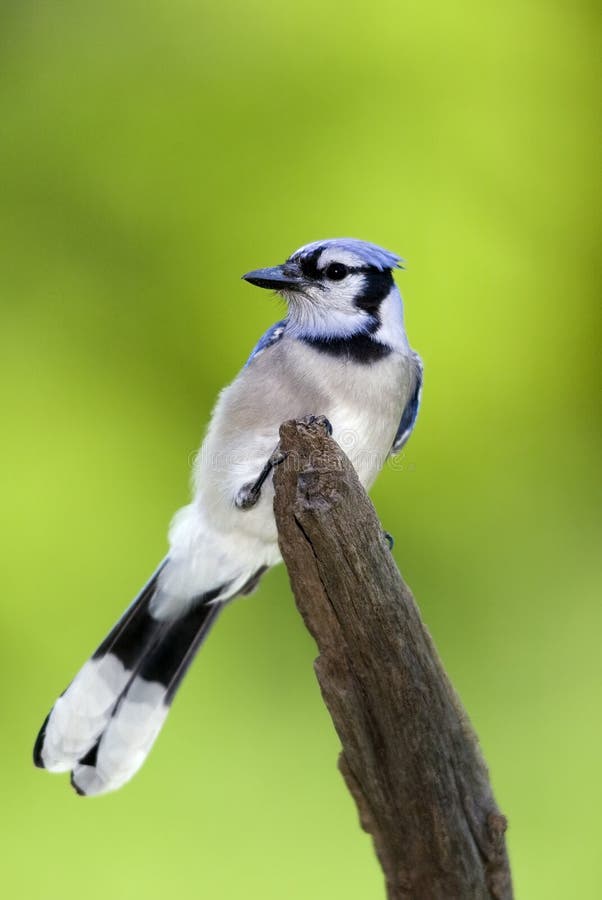 Blue Jay (Cyanocitta Cristata) Stock Photo - Image of perched, backyard ...