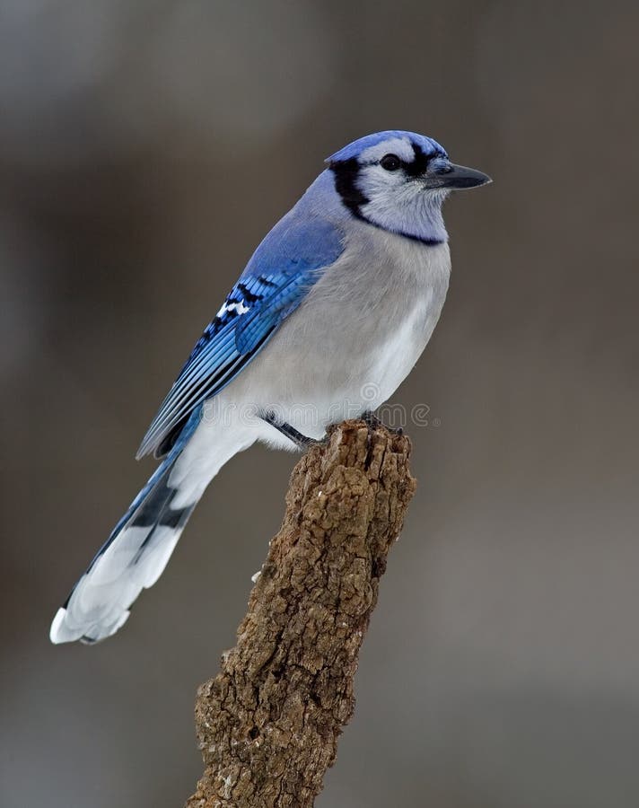 Blue Jay (Cyanocitta Cristata) Stock Photo - Image of bird, blue: 25436864
