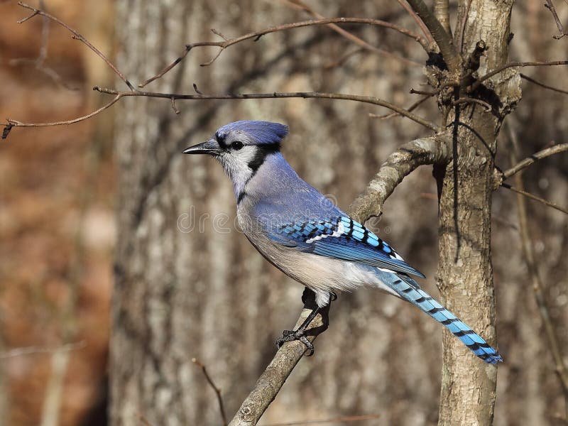 Blue Jay, Cyanocitta Cristata Stock Image - Image of bird, avian: 273860903