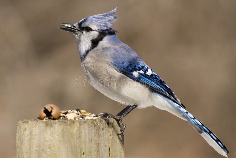Blue Jay stock photo. Image of avian, colorful, blue - 18859886