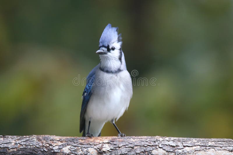 Blue Jay Perching on a Branch in Fall Stock Image - Image of animals ...