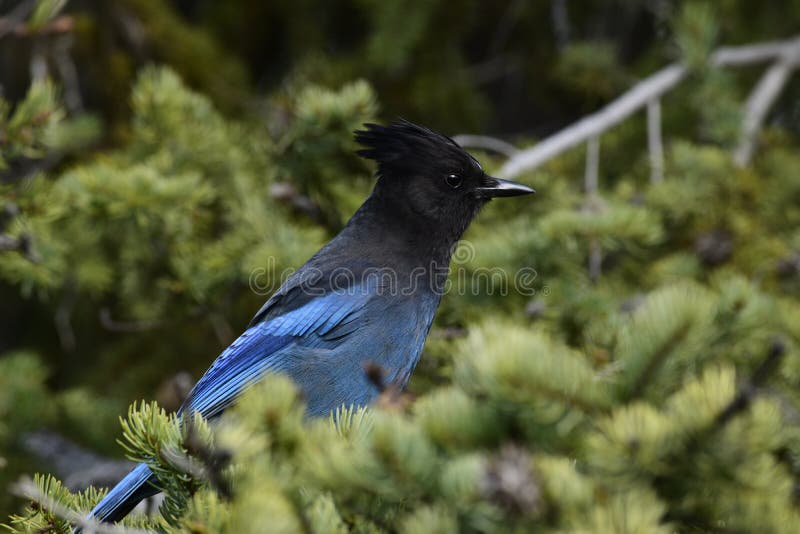 Blue Jay stock photo. Image of luck, associated, head - 129938894