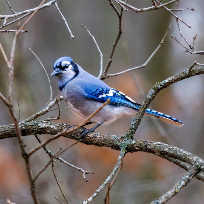 Blue Jay (Cyanocitta Cristata) Sitting on a Tree Branch Stock Image ...