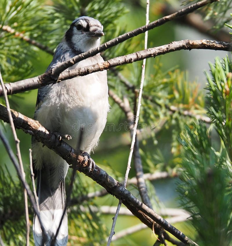Blue Jay or Cyanocitta Cristata on Spruce Branch Stock Photo - Image of ...
