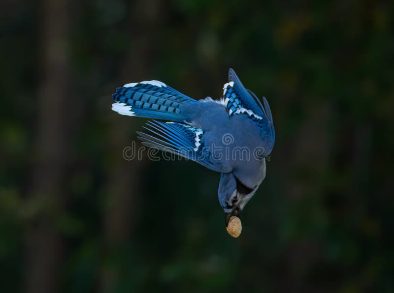 Blue jay diving stock image. Image of diving, green - 266710653