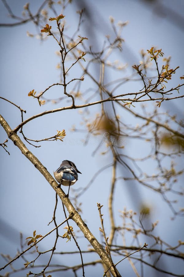 Blue Jay Early Spring stock photo. Image of branch, springtime - 70580010