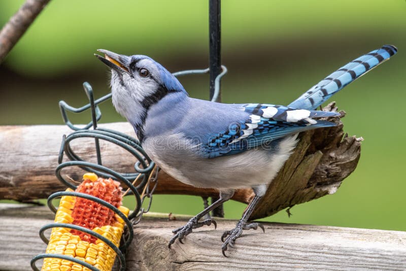 Blue Jay Eating Corn from Backyard Feeder Stock Photo - Image of beak ...