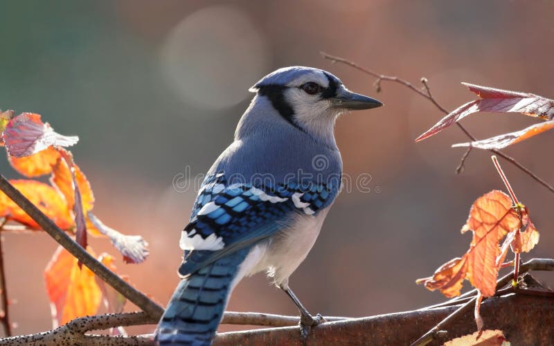 Blue jay during fall stock photo. Image of blue, fall - 103658822