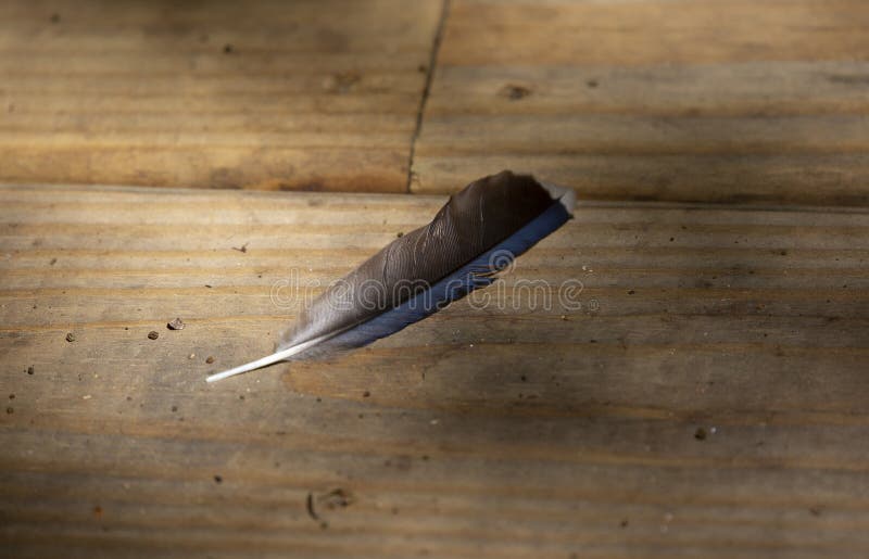 Blue Jay Feather stock image. Image of ecology, abstract - 213927359