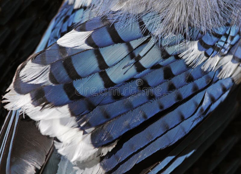 Blue Jay Feathers stock image. Image of pattern, jays - 33630153